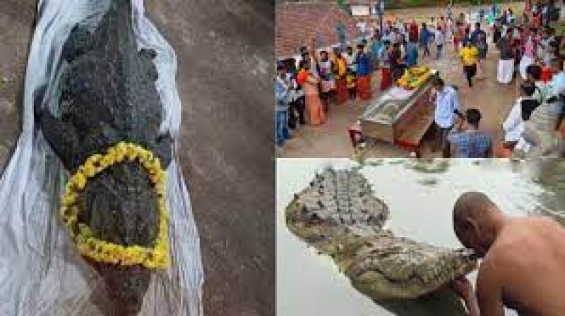 Funeralii religioase pentru un crocodil considerat 'divin' şi ... Funeralii religioase pentru un crocodil considerat 'divin' şi ...